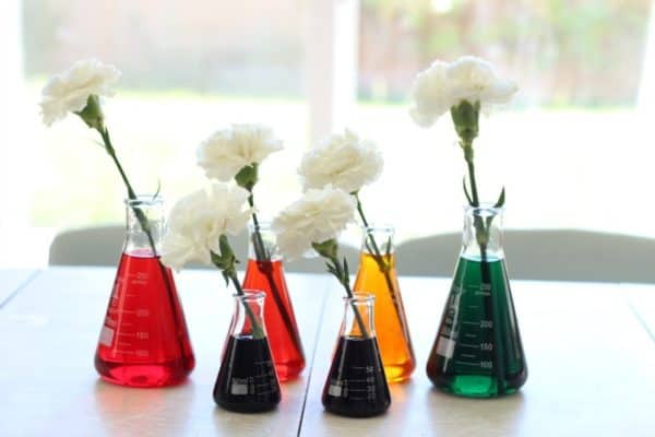 Colored Carnations Science Experiment - Gluesticks Blog