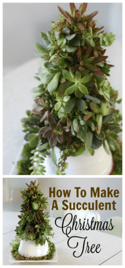How To Make a Succulent Christmas Tree (Video) - Gluesticks Blog